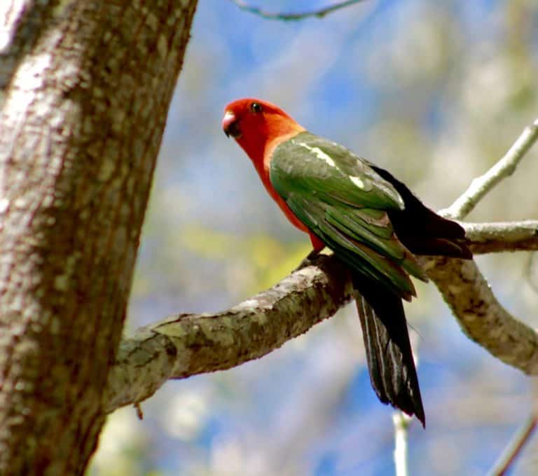 Cania Gorge National Park Walks: A Spectacular and Ancient World | The ...